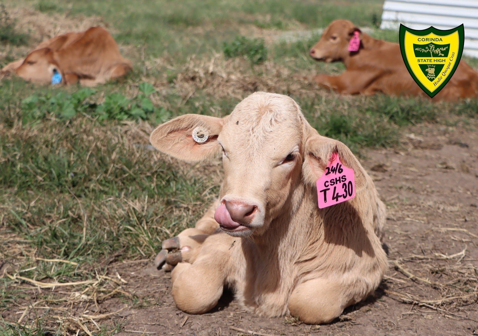 Why Schools Should Implement Worm Farms – Worms Downunder