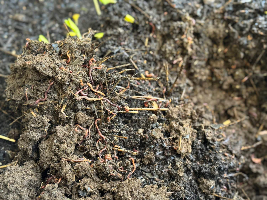 Home - Worms Downunder - Large scale worm farms and worm cast extract