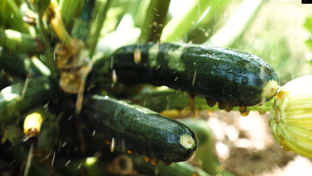 How to Brew Worm Juice From Your Worm Farm – Worms Downunder