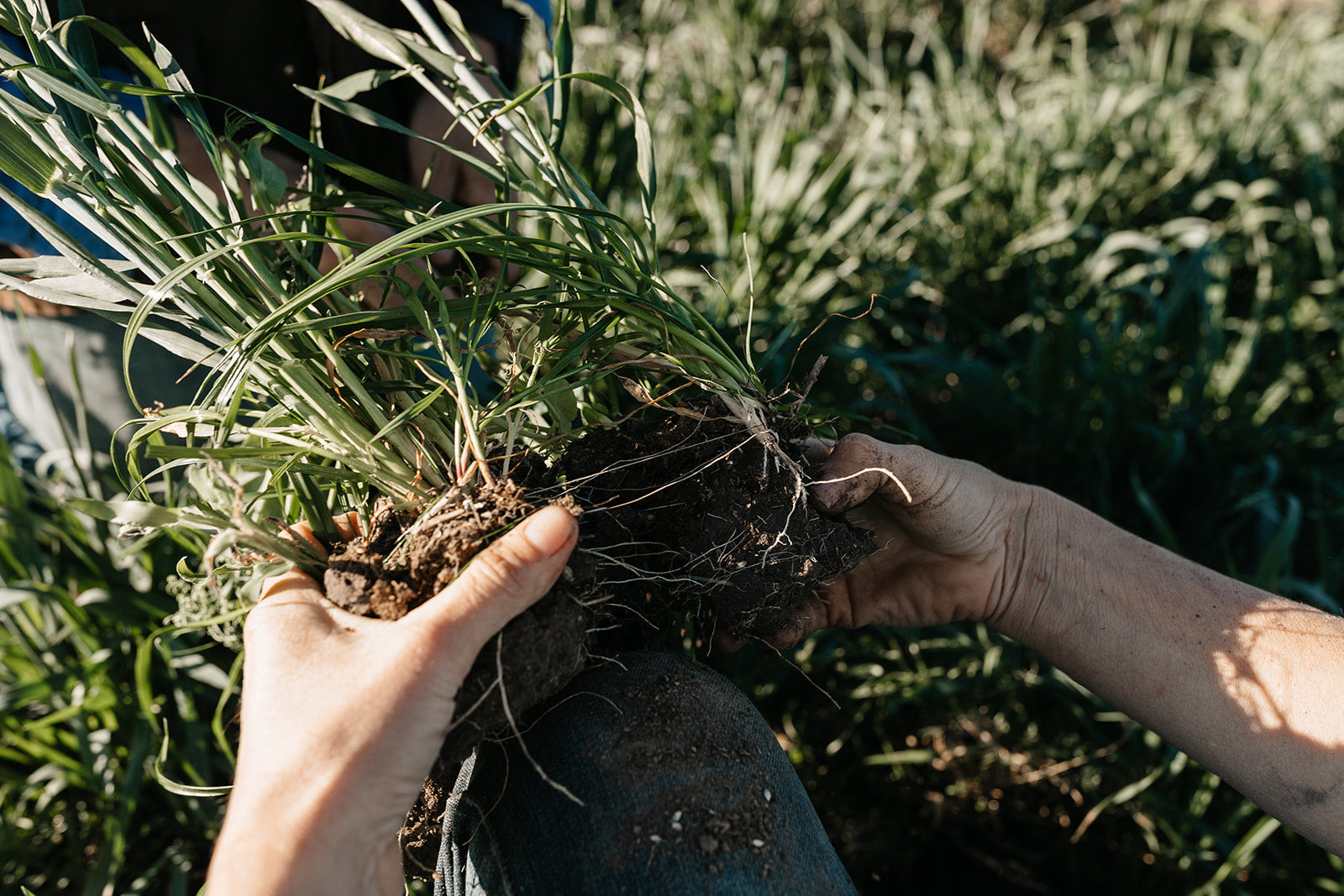 8 Reasons to use Worm Cast Extract (Worm Brew) – Worms Downunder