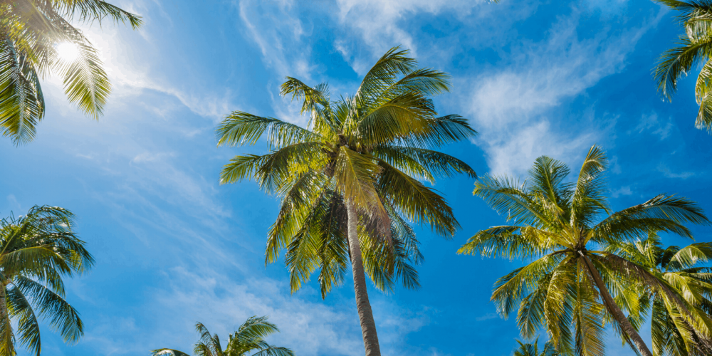 Worm Tips: Hot Weather – Worms Downunder