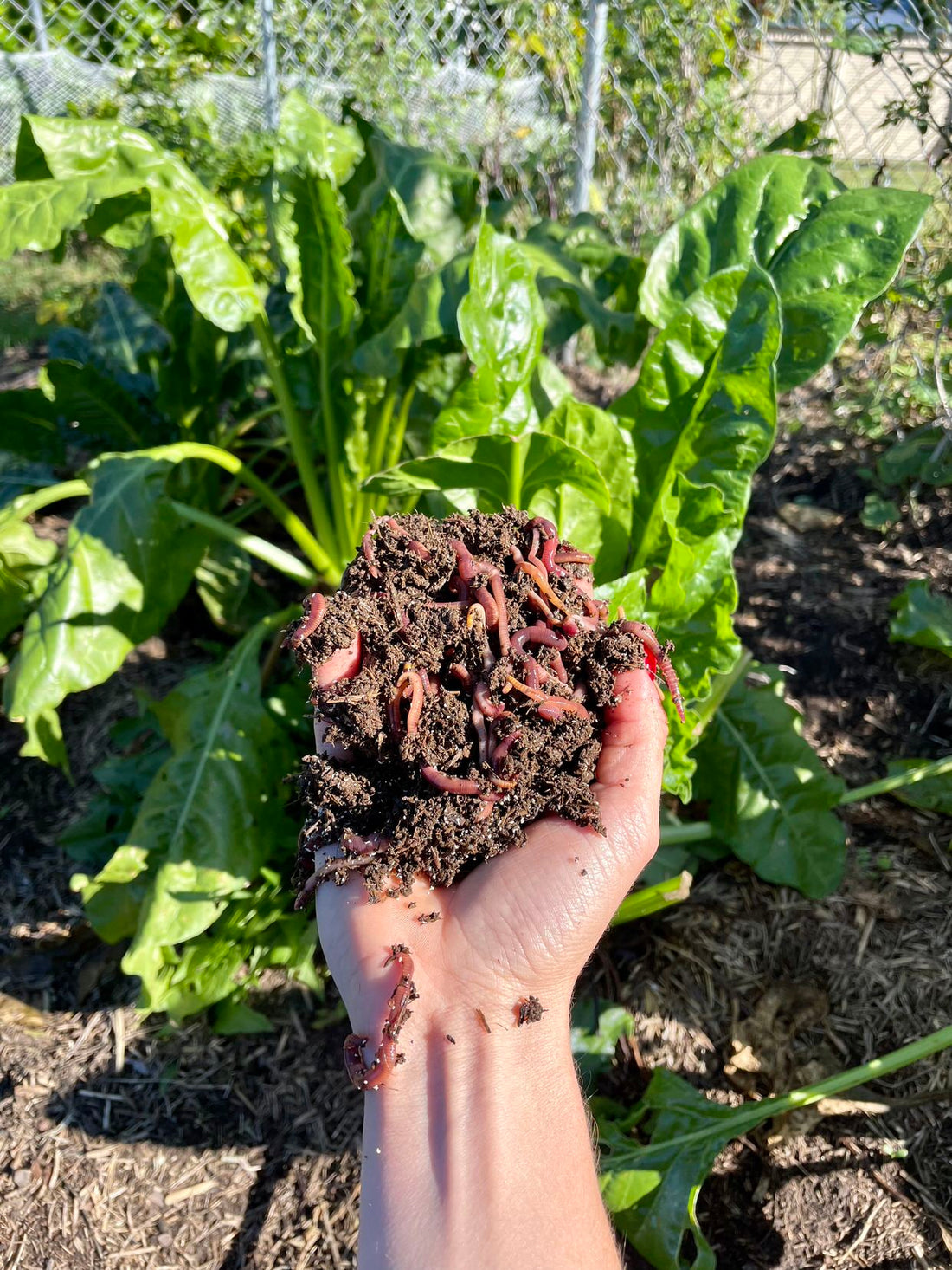 Getting Started: How many worms do I need? – Worms Downunder