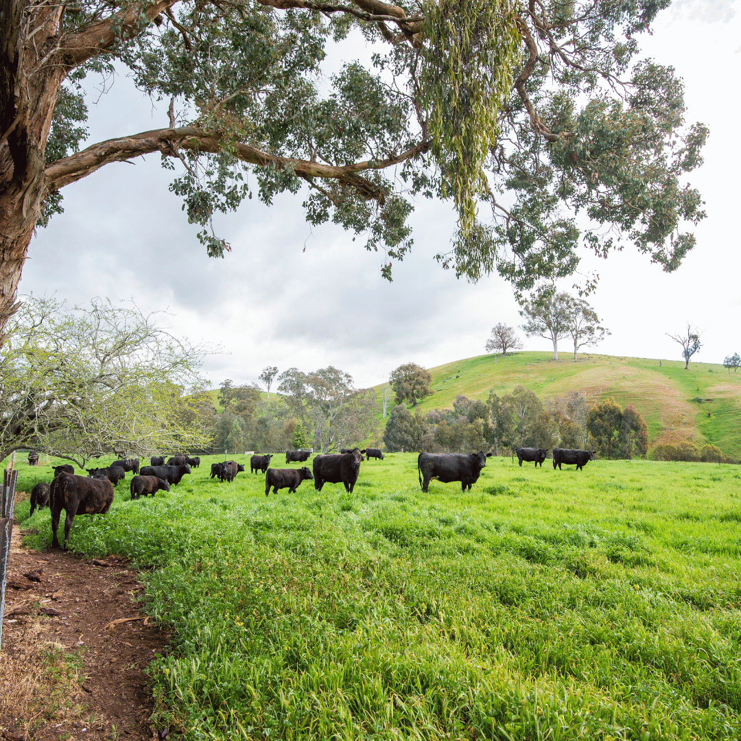 Biostimulants – Worms Downunder