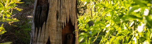 Eumundi State School Case Study – Worms Downunder