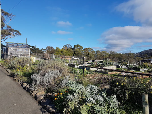 Taroona Neighbourhood Garden Case Study – Worms Downunder